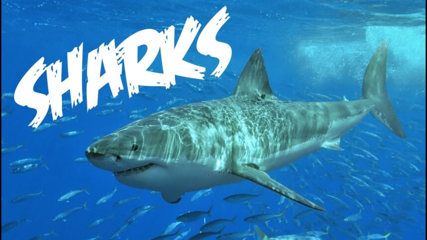 Life of Shark: Fun-filled Facts and Secrets: Camelot Holiday Programme
